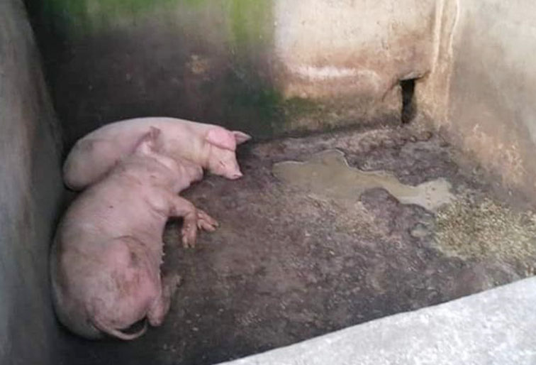 Galungan Tinggal Dua Hari, Babi Mati Mendadak Masih Terjadi - PATROLIPOST