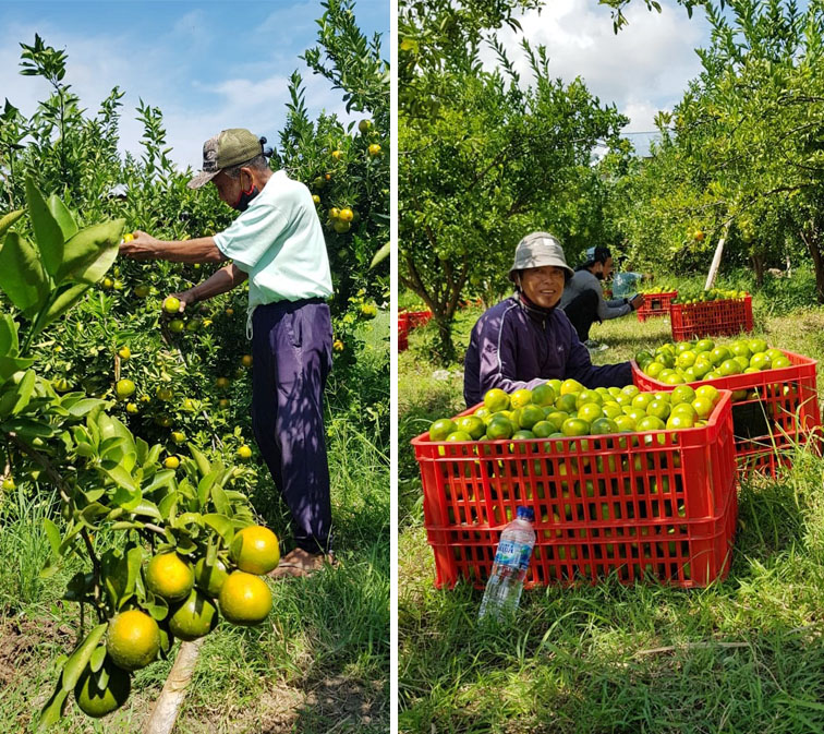 Panen Perdana Jeruk Dencarik, Varitas Baru Bakal Dipatenkan - PATROLIPOST