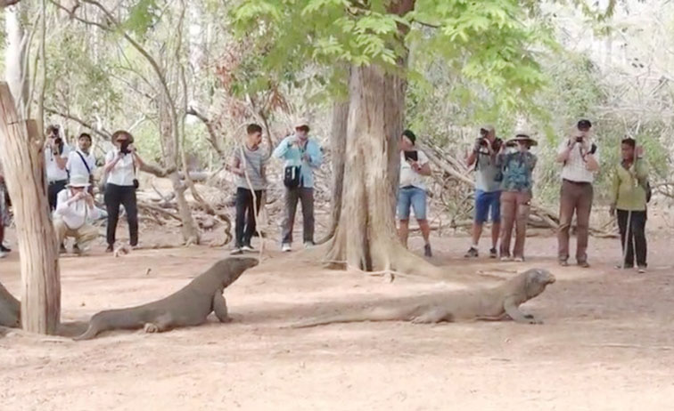 Fase Kedua Dibuka 15 Agustus, Masuk Kawasan TN Komodo Tanpa Booking ...