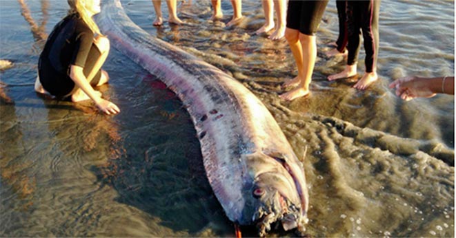 Mitos Kemunculan Ikan Oarfish Tanda akan Terjadi Gempa dan Tsunami ... Mitos Kemunculan Ikan Oarfish Tanda akan Terjadi Gempa dan Tsunami ...