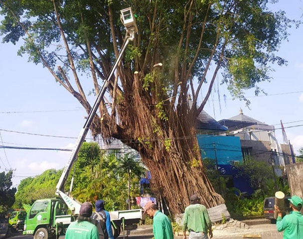 Pastikan Keamanan dan Keselamatan Pengguna Jalan, DLHK Rompes Pohon ... Pastikan Keamanan dan Keselamatan Pengguna Jalan, DLHK Rompes Pohon ...