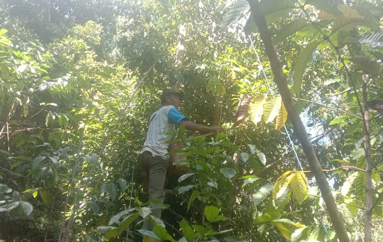 Kebun Cengkeh