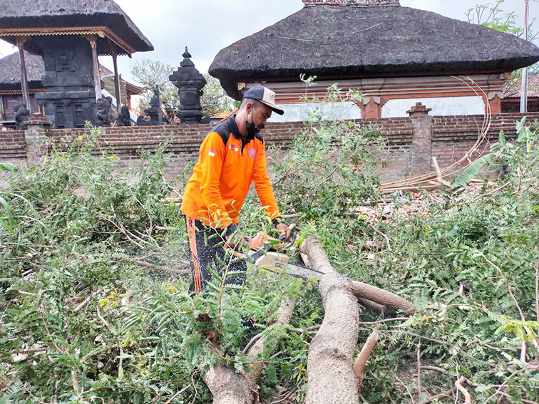 Ranting Pohon Tutupi Pelinggih, TRC Desa Sumerta Kelod Rompes Pohon di ...