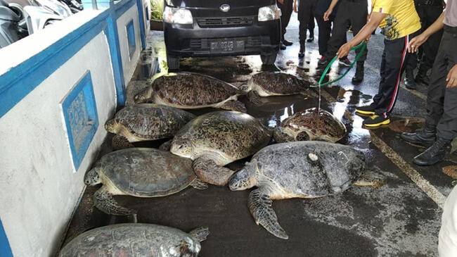 Anggota Polairud Polda Bali Amankan 15 Ekor Penyu Hijau - PATROLIPOST