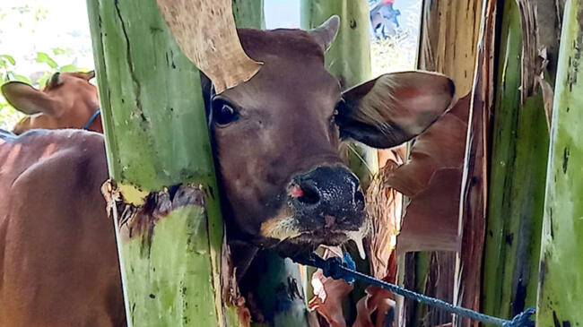 Merebak Sapi Mengidap Gejala PMK di Buleleng, Lidah Melepuh Keluar ...