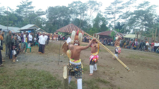 Wujudkan Syukur atas Hasil Panen, Gendang Lerang Gelar 'Penti Caci ...