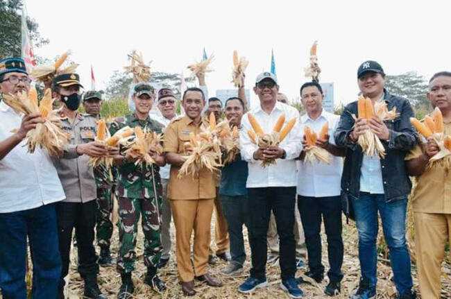 Pemkab Manggarai Sukses Panen Jagung Program TJPS di Desa Nao - PATROLIPOST