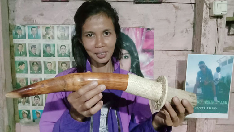 Di Flotim Tidak Ada Gajah, Tapi Mahar untuk Menikahi Perempuan Pakai ...