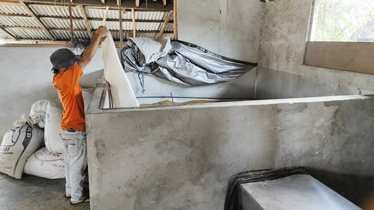 Musim Hujan, Petani di Bangli Keringkan Padi dengan Oven - PATROLIPOST