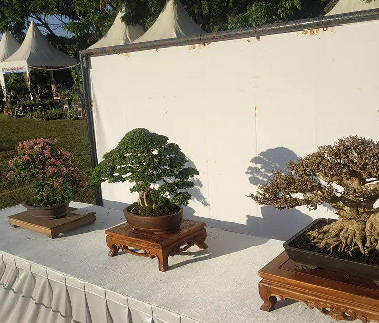 Berhadiah 1 Unit Rumah, Kontes Bonsai The Max 30 Cm Diikuti Ribuan ...