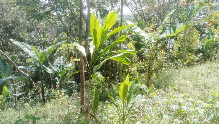 Unik, Batas Tanah di Manggarai Gunakan Pohon Mirip Tanaman Hias ...