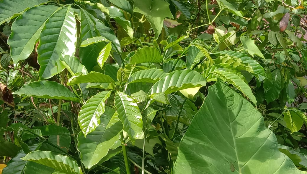 Hanya di Manggarai Timur, Daun Kopi yang Masih Muda Bisa Jadi Sayur ...