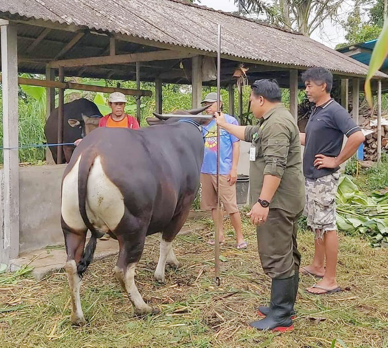 Bangkitkan Gairah Peternak, Dinas PKP Bangli Gelar Kontes Sapi Bali ...
