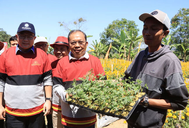 Varietas Bunga Gemitir Bali Sudamala Hasil Terobosan Gubernur Koster ...