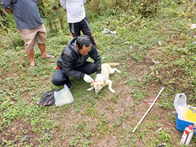 Digigit Anjing Peliharaan, Bocah 7 Tahun di Desa Sekaan Kintamani Alami ...