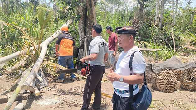 Angin Kencang, Pohon Albesia Tumbang Timpa Rumah Warga di Desa Suter ...