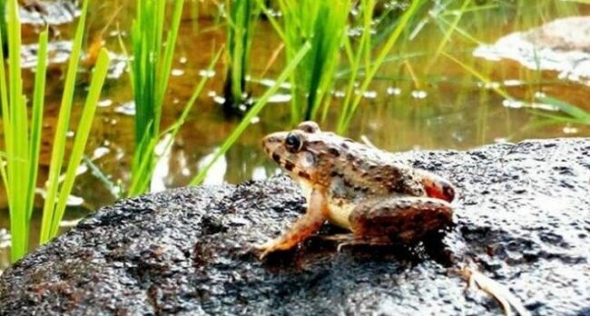 Mengenal Kandungan Nutrisi dan Budaya 'Tea Ngerek' di Manggarai Timur ...