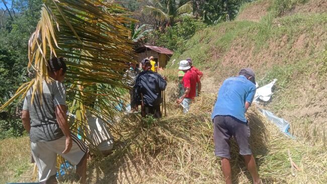 Sudah Banyak yang Lupa, Ini 'Aturan-aturan' Memanen padi di Manggarai ...